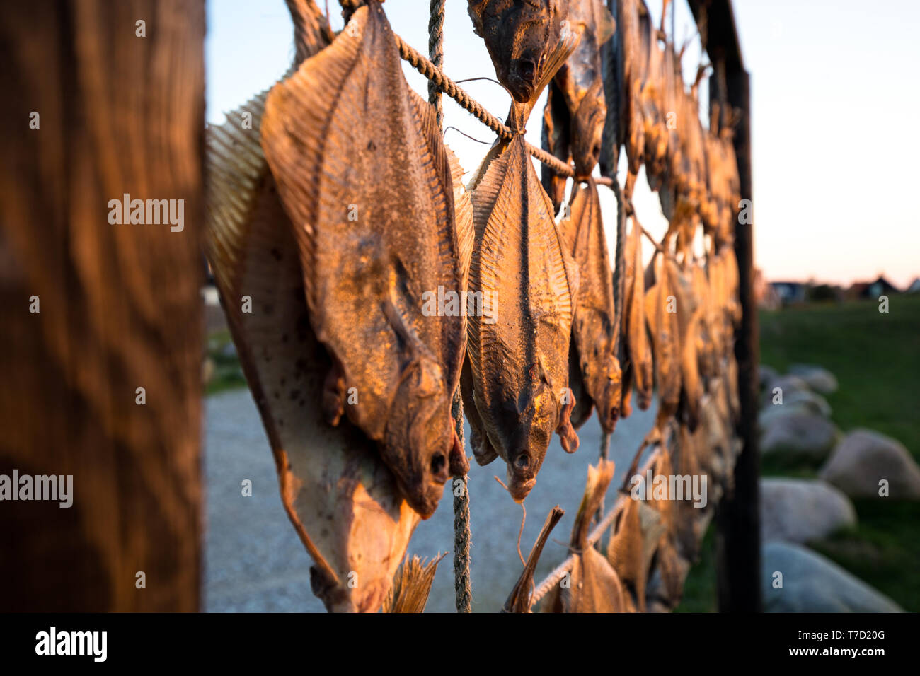 Fish hanging to dry at beach in Denmark Stock Photo - Alamy