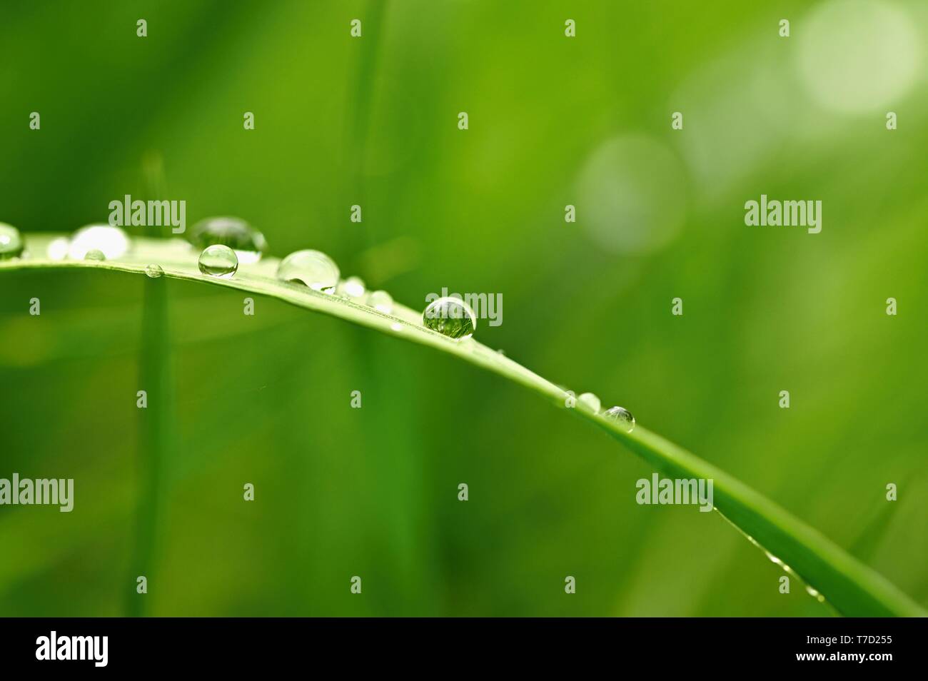 Spring. Beautiful natural background of green grass with dew and water ...