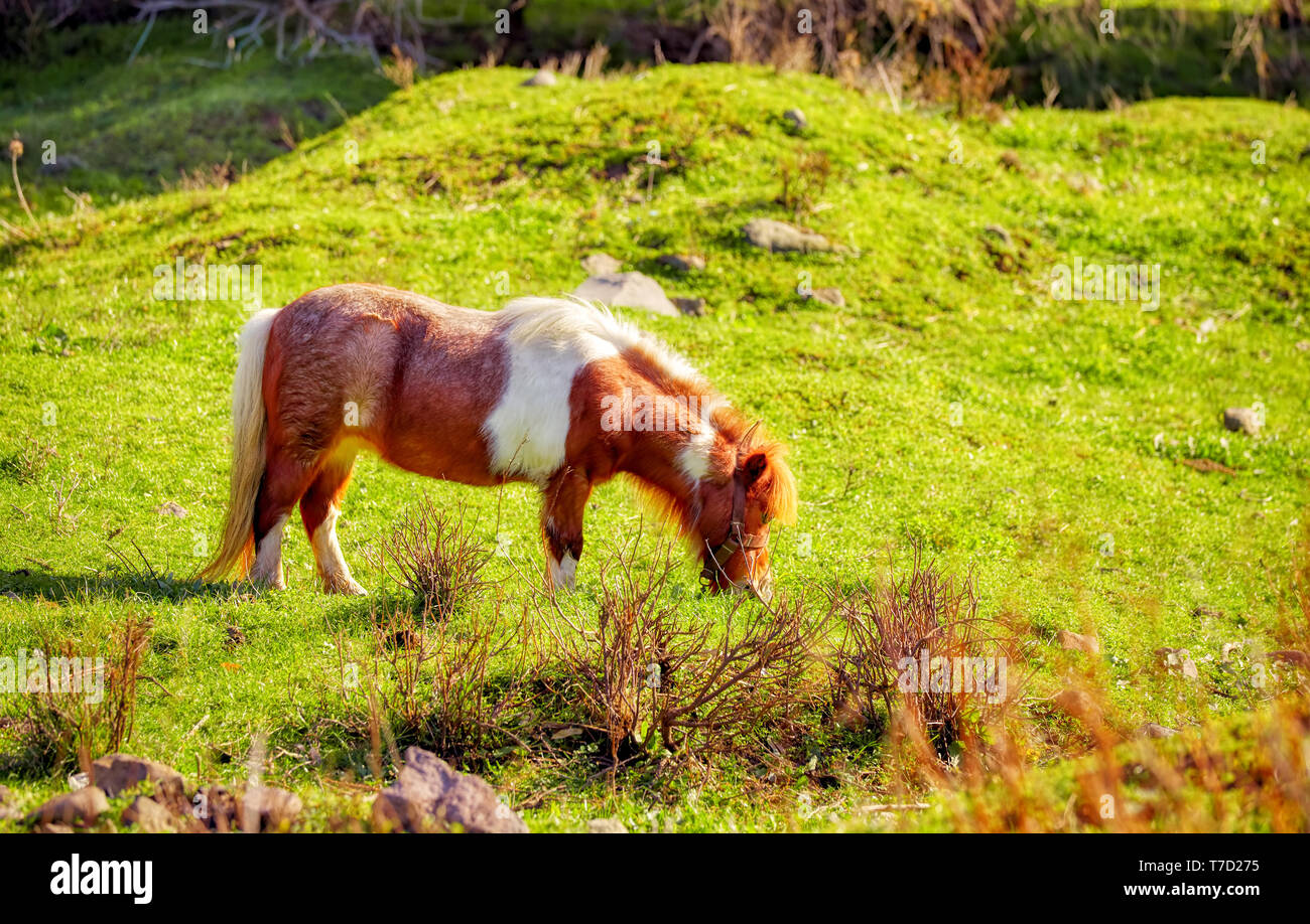 Red and white pony hi-res stock photography and images - Alamy