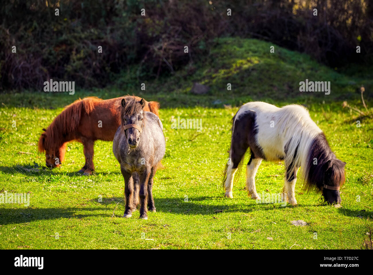 Cute Horses And Ponies