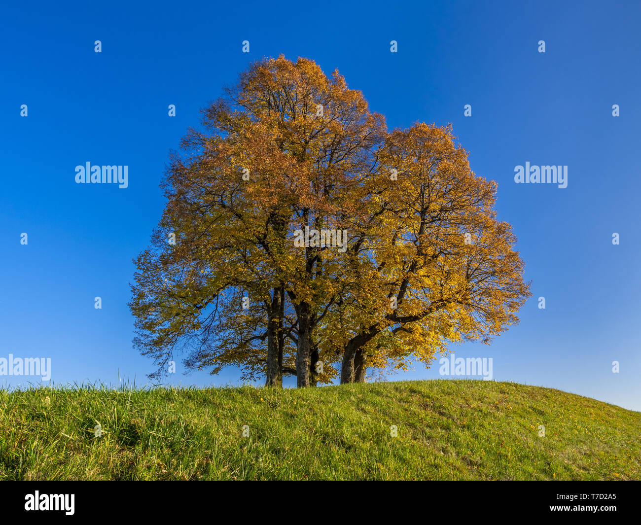 Limetree (Tilia platyphyllos Stock Photo - Alamy