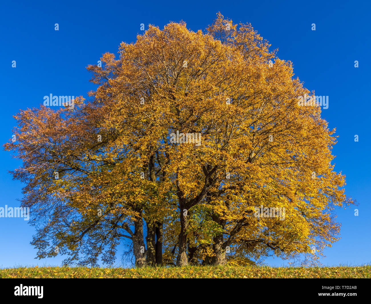 Limetree (Tilia platyphyllos Stock Photo - Alamy
