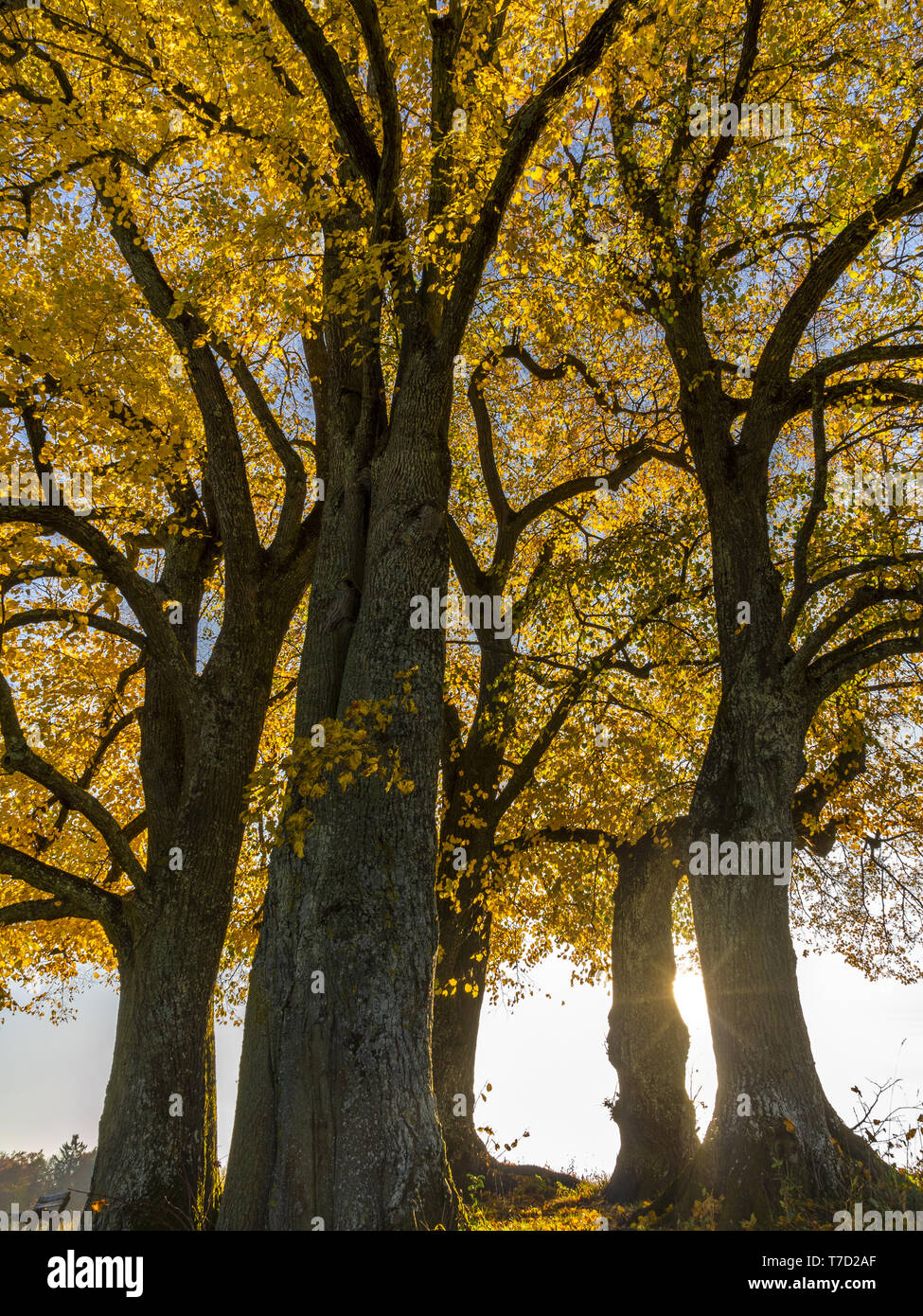 Limetree (Tilia platyphyllos Stock Photo - Alamy