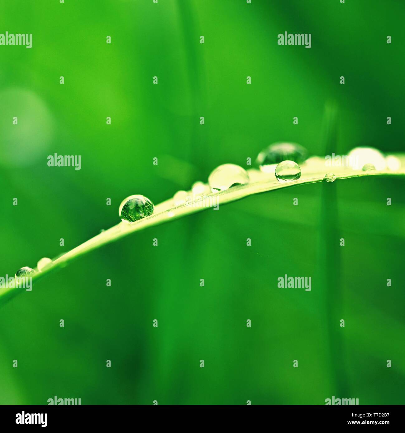 Spring. Beautiful natural background of green grass with dew and water ...