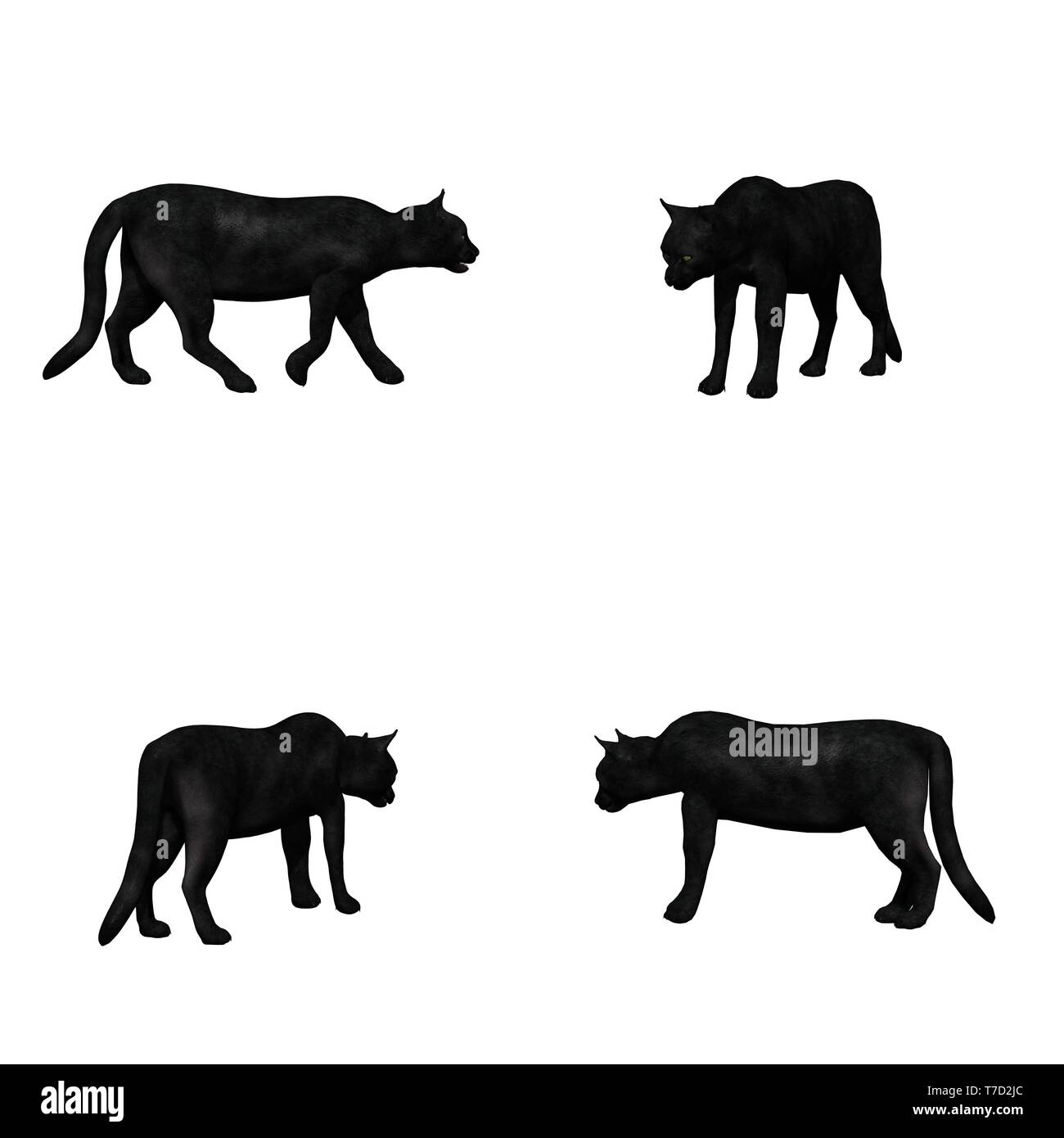 Set of black cat without shadow on the floor - isolated on white ...
