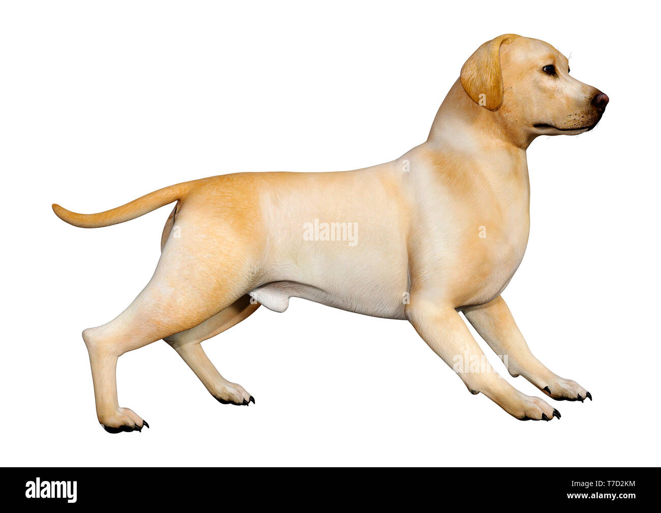3D rendering of a yellow labrador dog isolated on white background ...