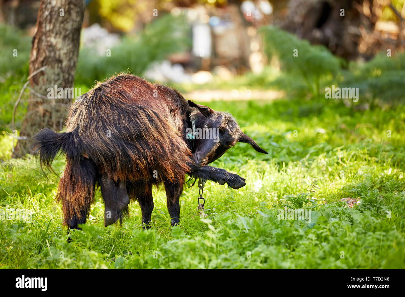 Turkish Hair Goat High Resolution Stock Photography and Images - Alamy
