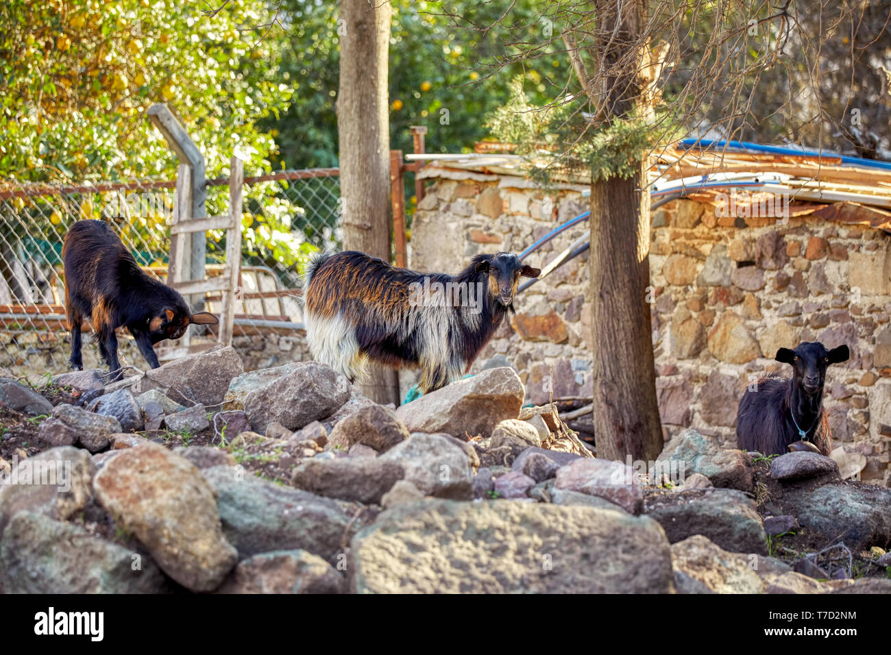 Black Turkish hair goats standing on the rocks in a rural area Stock ...