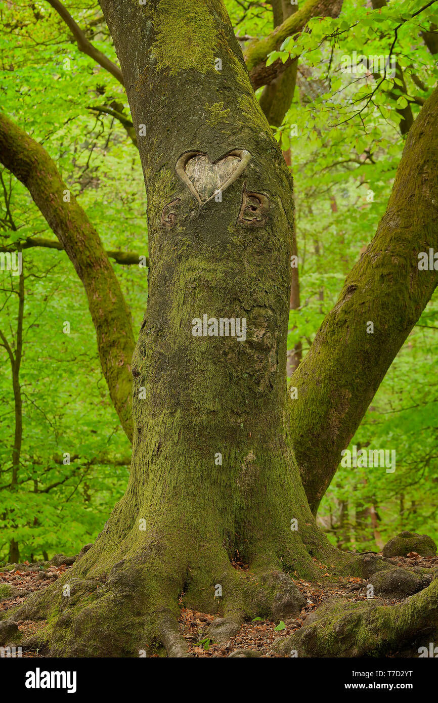 Tree with a Heart Stock Photo - Alamy
