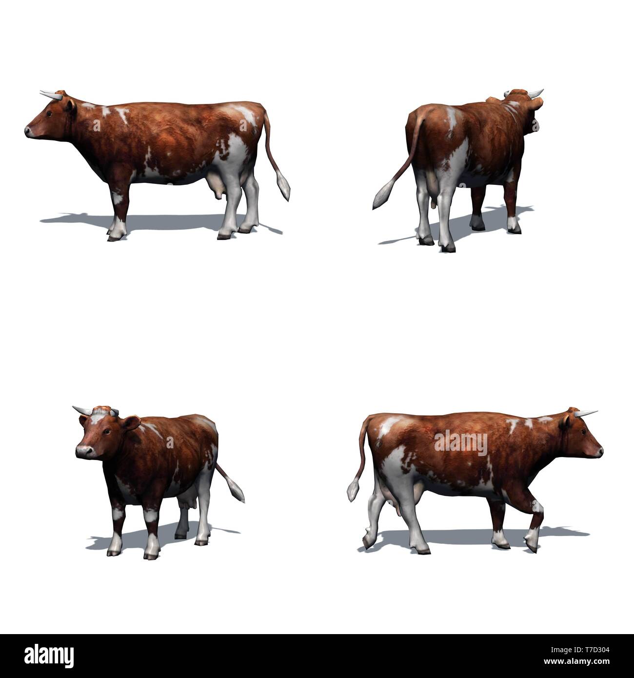 Set of brown white cow with shadow on the floor - isolated on white ...