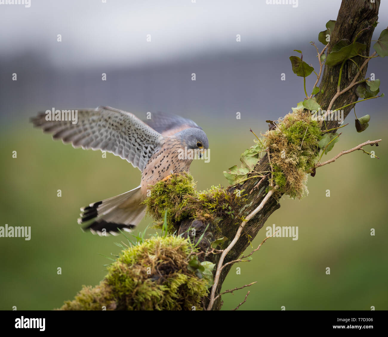 Kestrel rain hi-res stock photography and images - Alamy