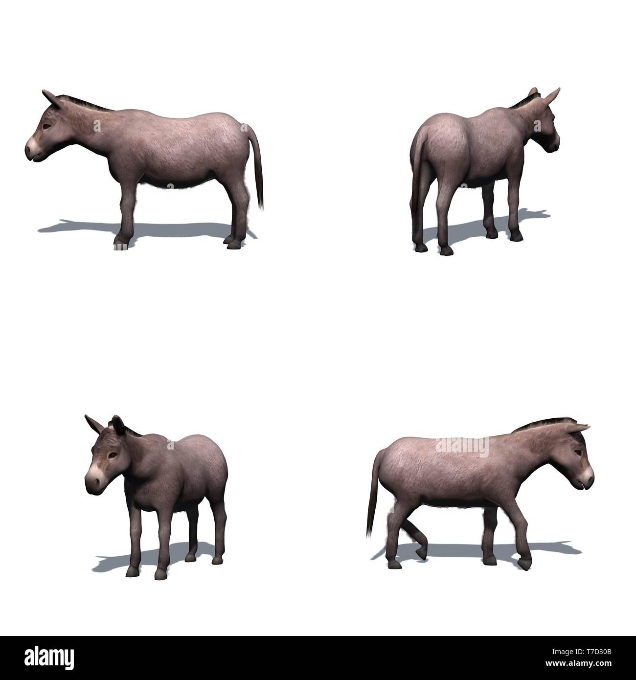 Set of donkey with shadow on the floor - isolated on white background ...