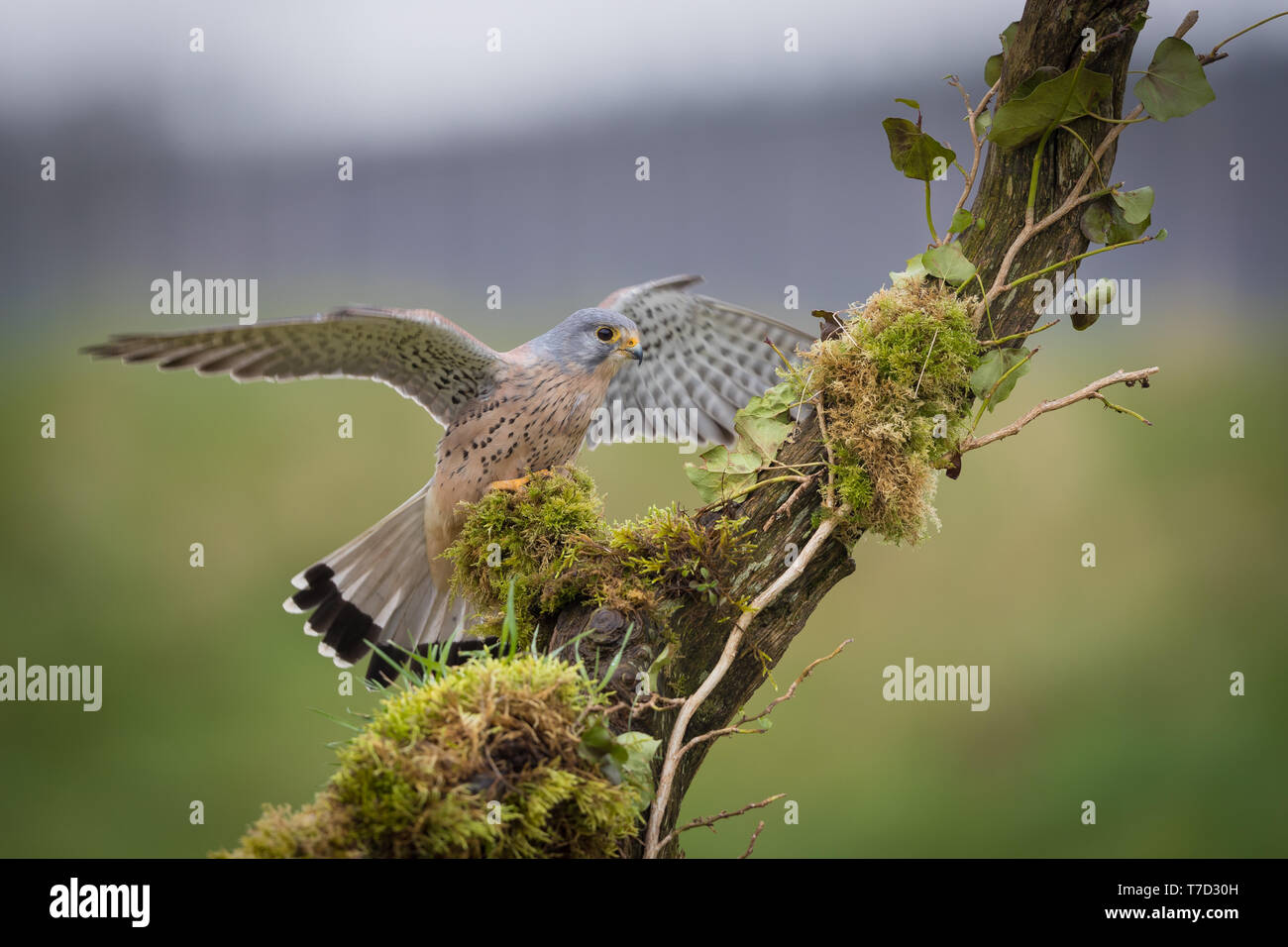 Male kestrel balancing in the wind and rain Stock Photo - Alamy