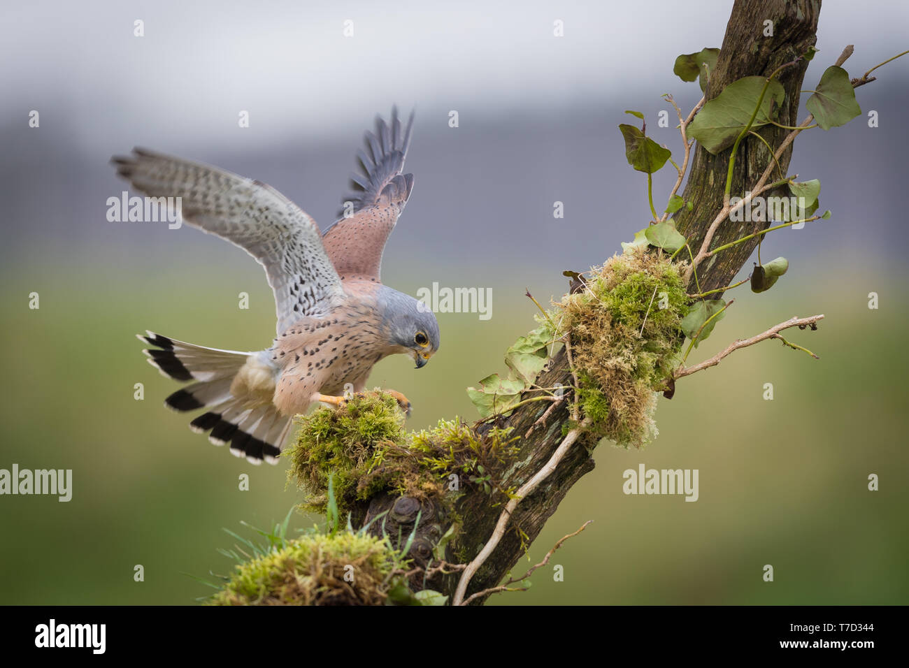 Male kestrel balancing in the wind and rain Stock Photo - Alamy