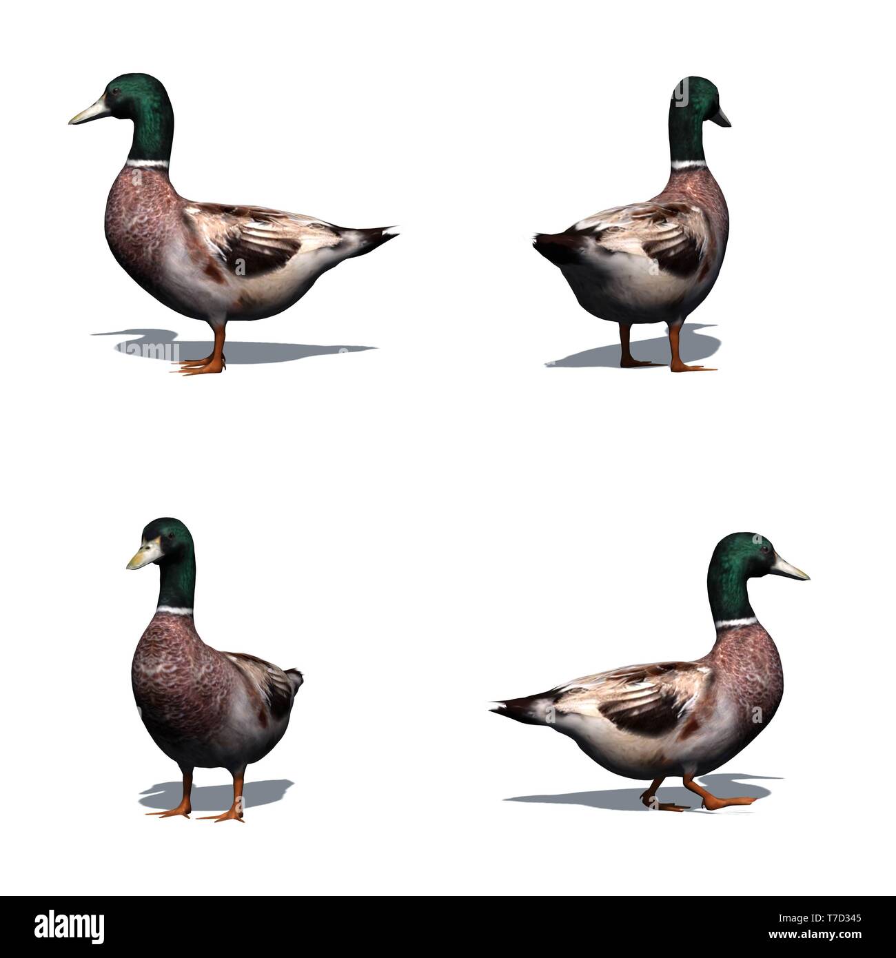 Set of duck male with shadow on the floor - isolated on white ...