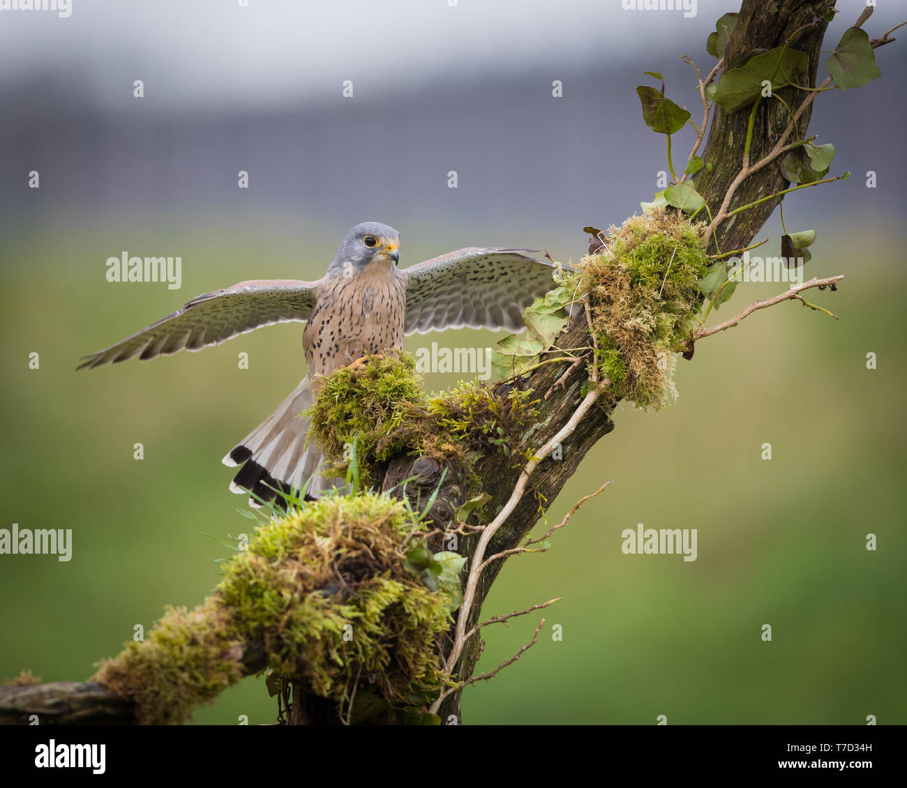 Male kestrel balancing in the wind and rain Stock Photo - Alamy