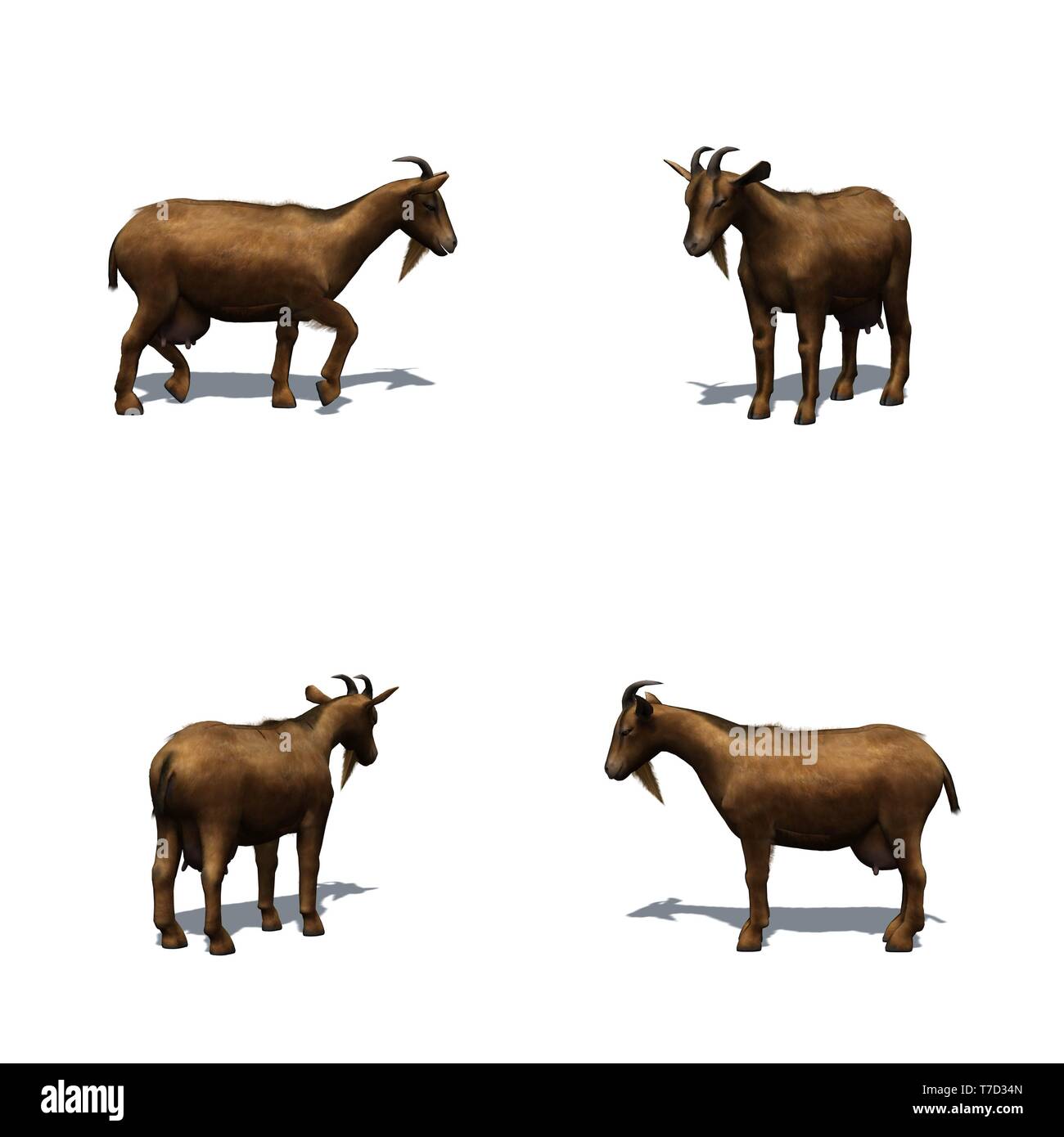 Set of goat with shadow on the floor - isolated on white background ...