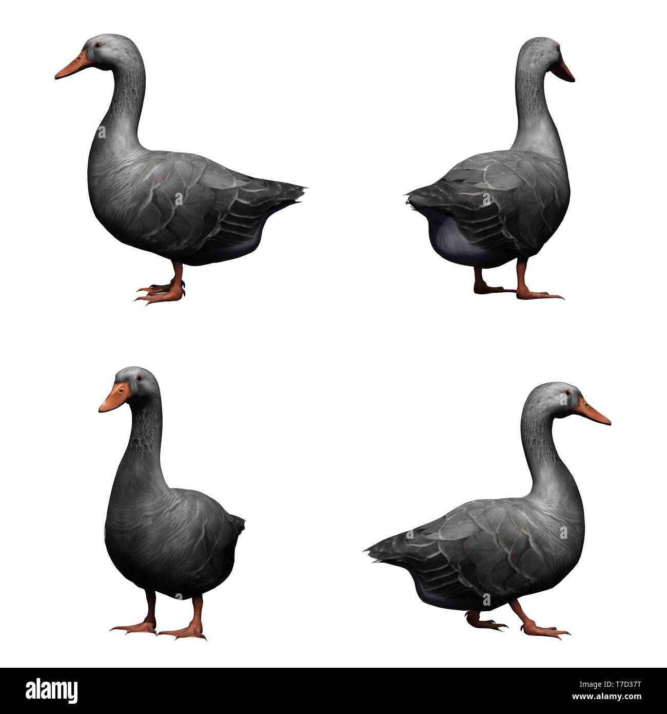 Set of gray goose - isolated on white background Stock Photo - Alamy