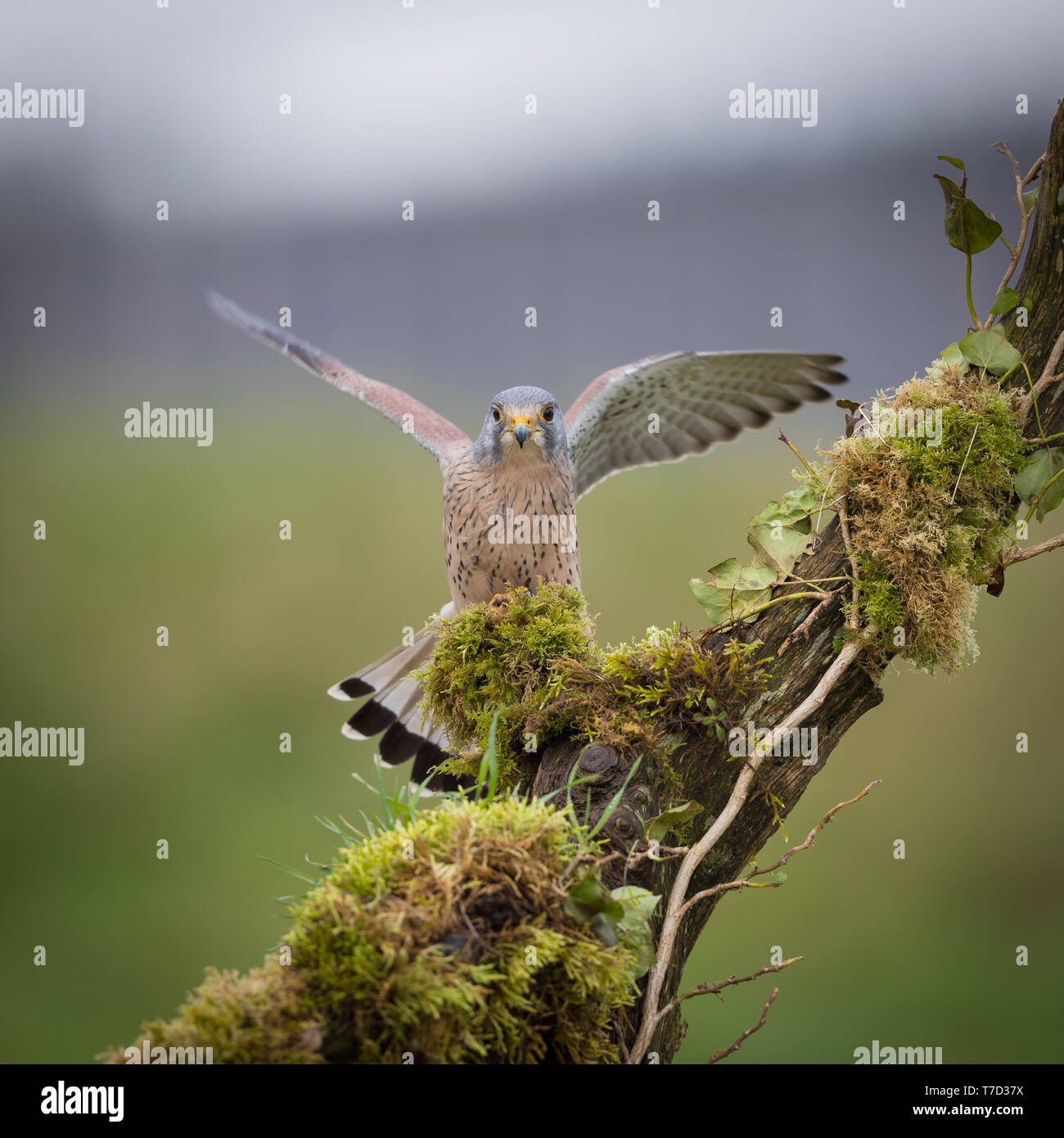 Male kestrel balancing in the wind and rain Stock Photo - Alamy