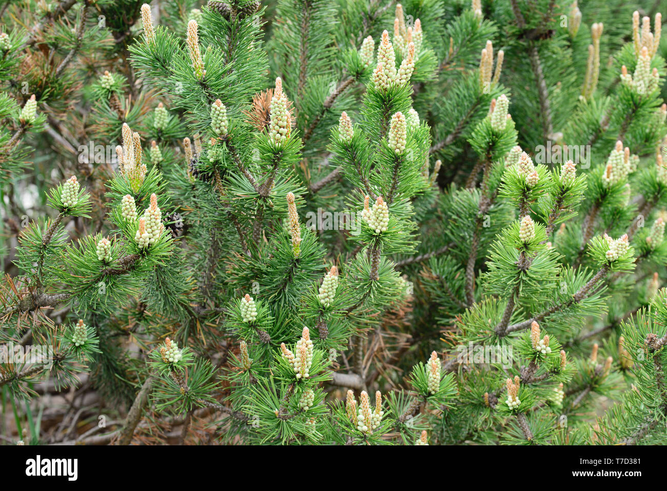 Male pine tree flower hi-res stock photography and images - Alamy