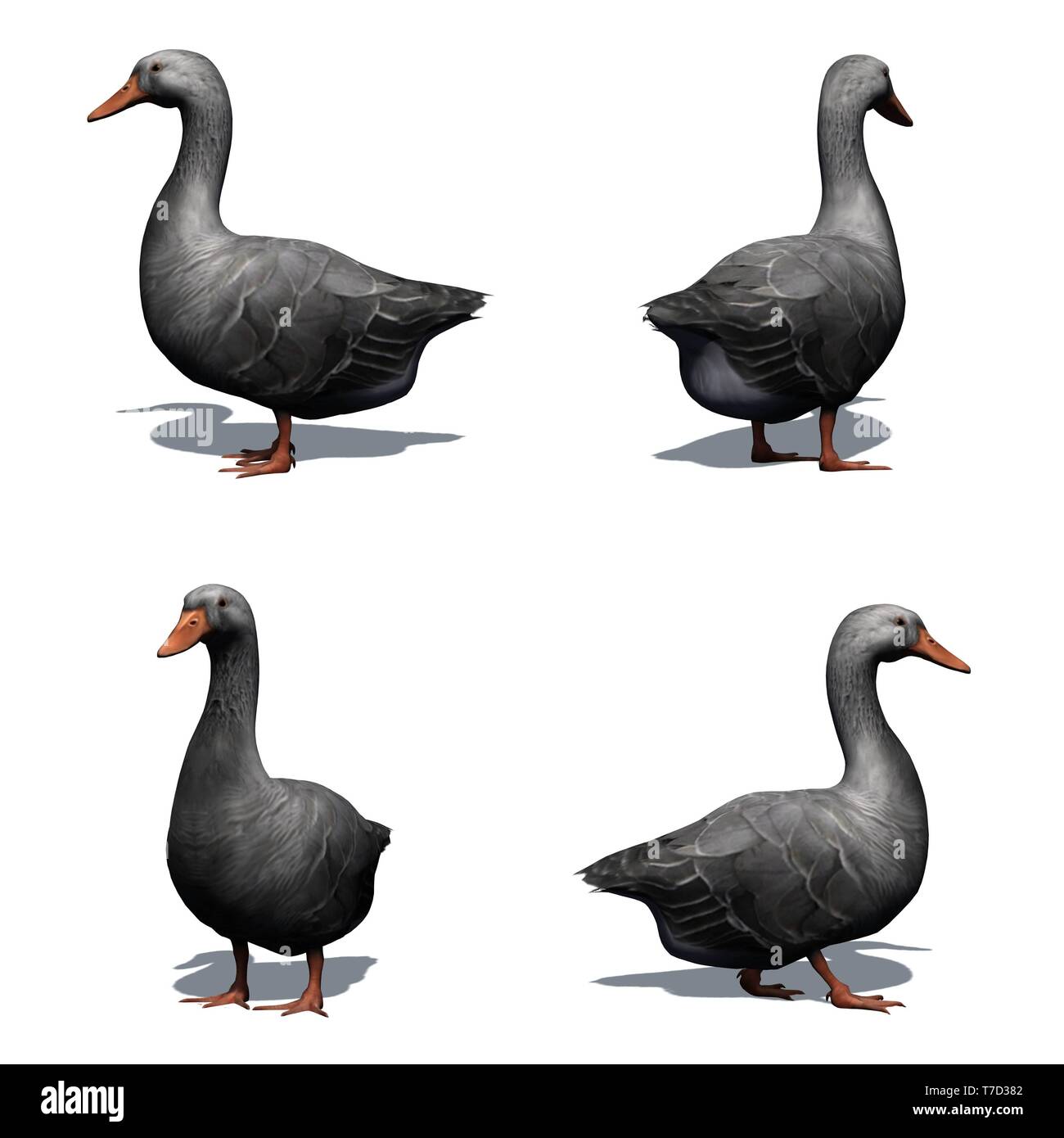 Set of gray goose with shadow on the floor - isolated on white ...