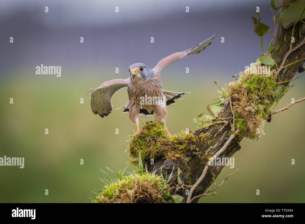 Male kestrel balancing in the wind and rain Stock Photo - Alamy