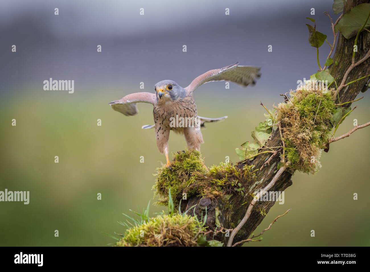 Male kestrel balancing in the wind and rain Stock Photo - Alamy