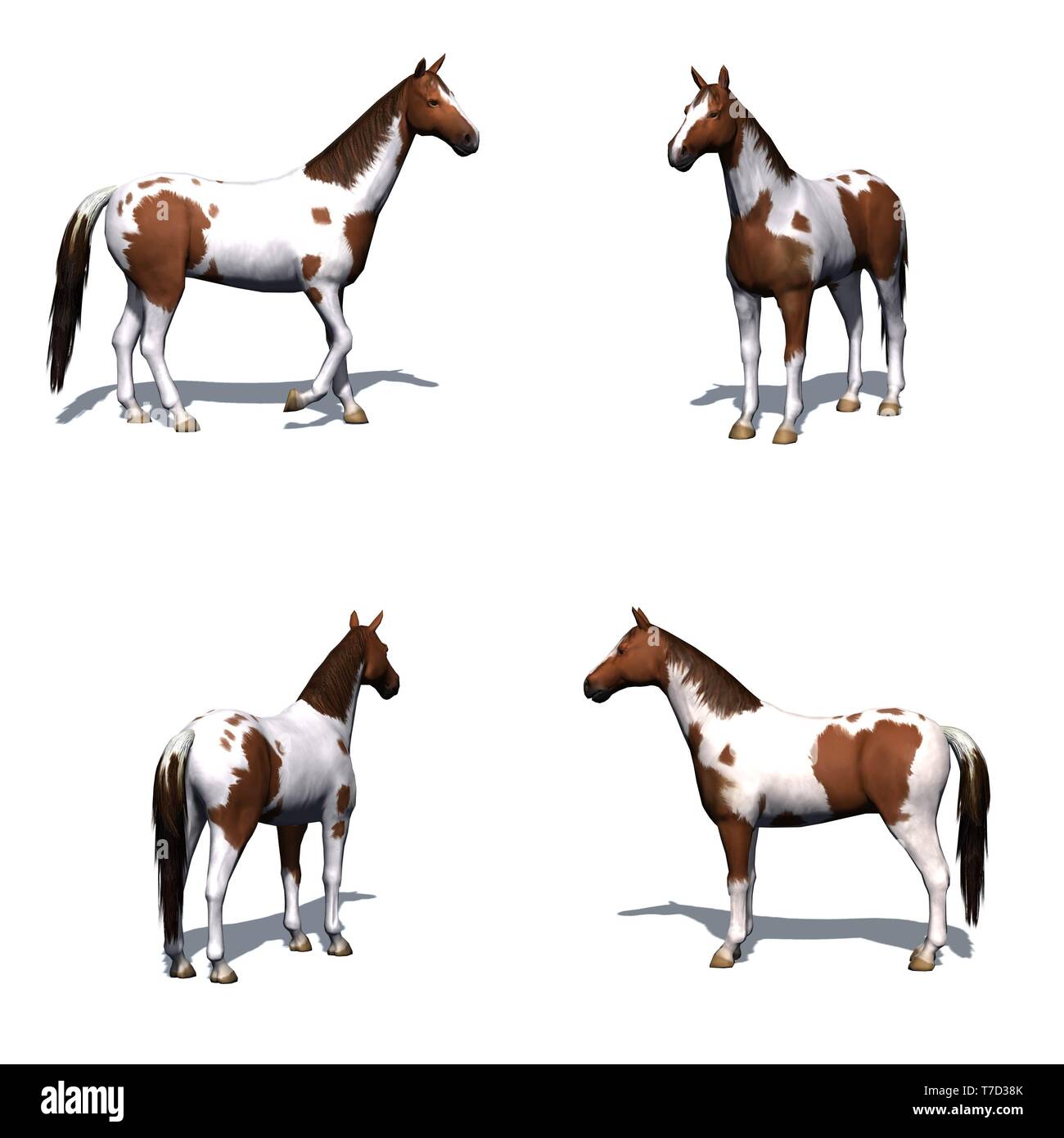 Set of horse with shadow on the floor - isolated on white background ...