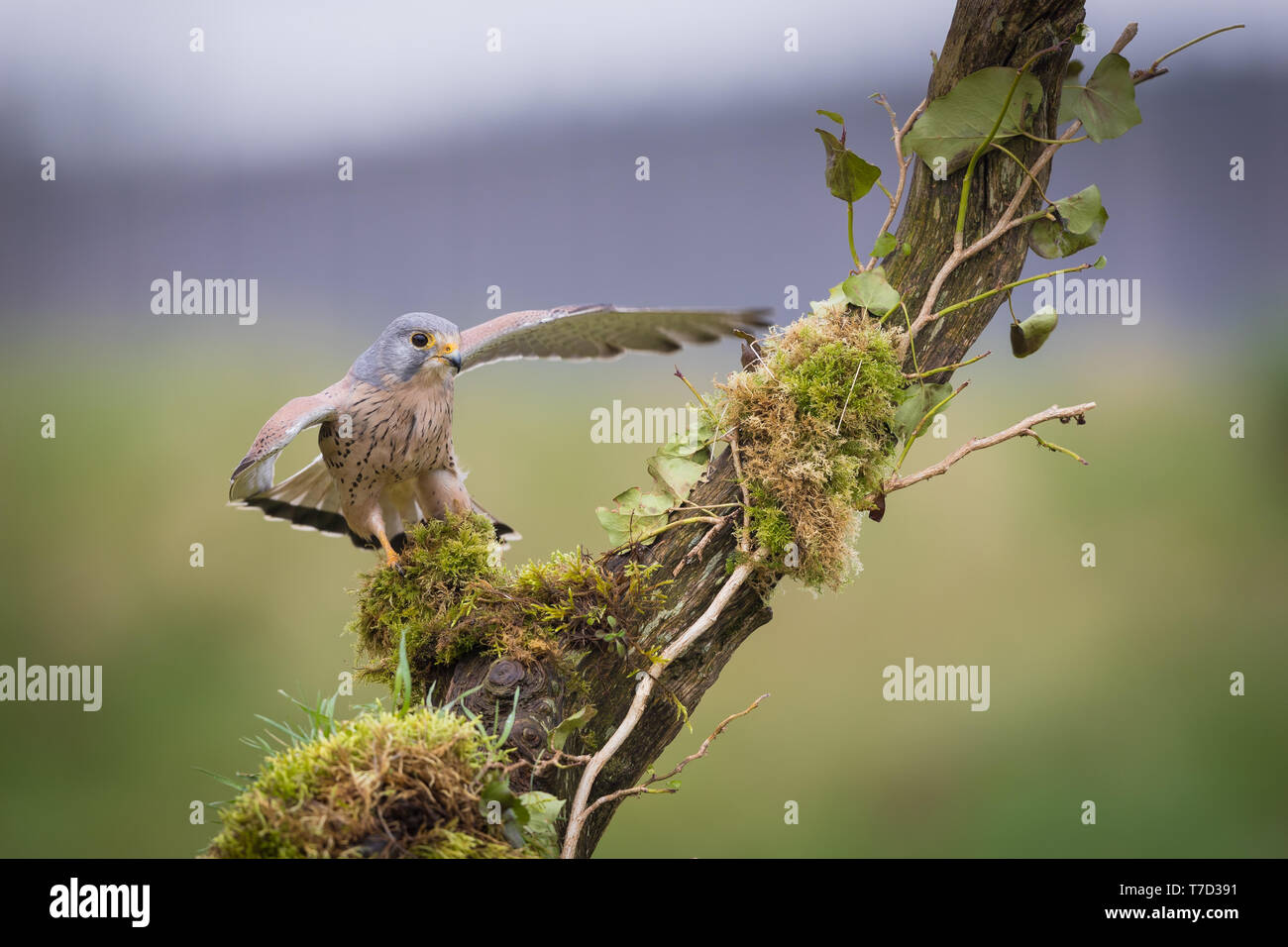 Male kestrel balancing in the wind and rain Stock Photo - Alamy
