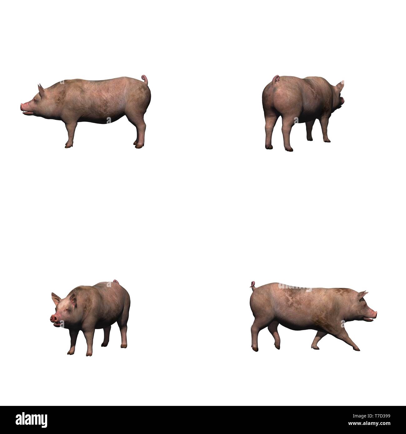Set of pig with - isolated on white background Stock Photo - Alamy