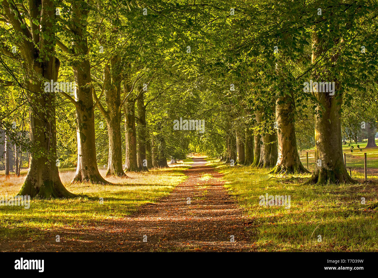 English beech trees hi-res stock photography and images - Alamy