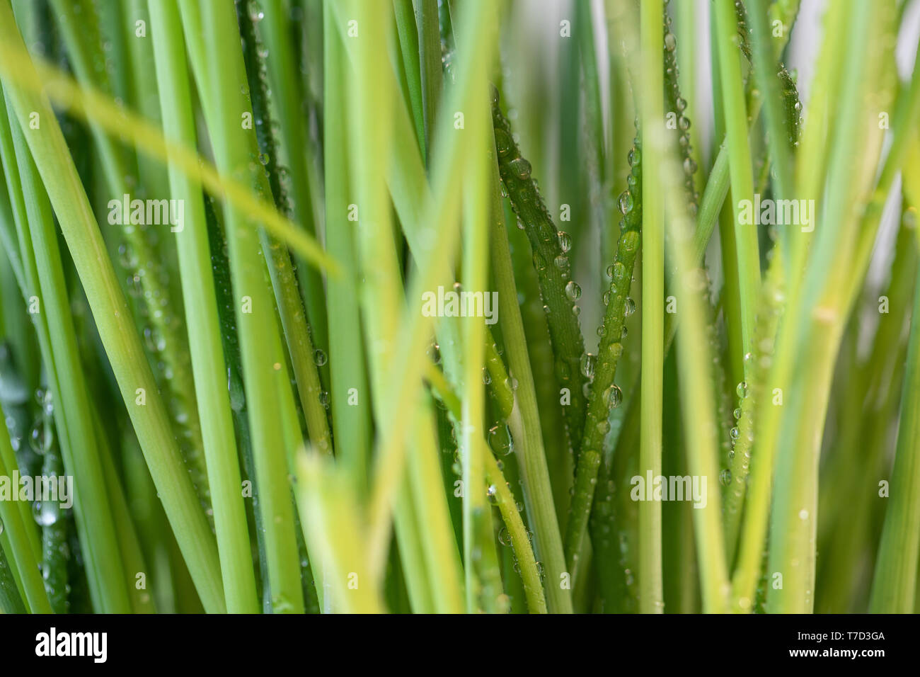 Green chive with water droplets close-up. Wet vegetables Stock Photo ...