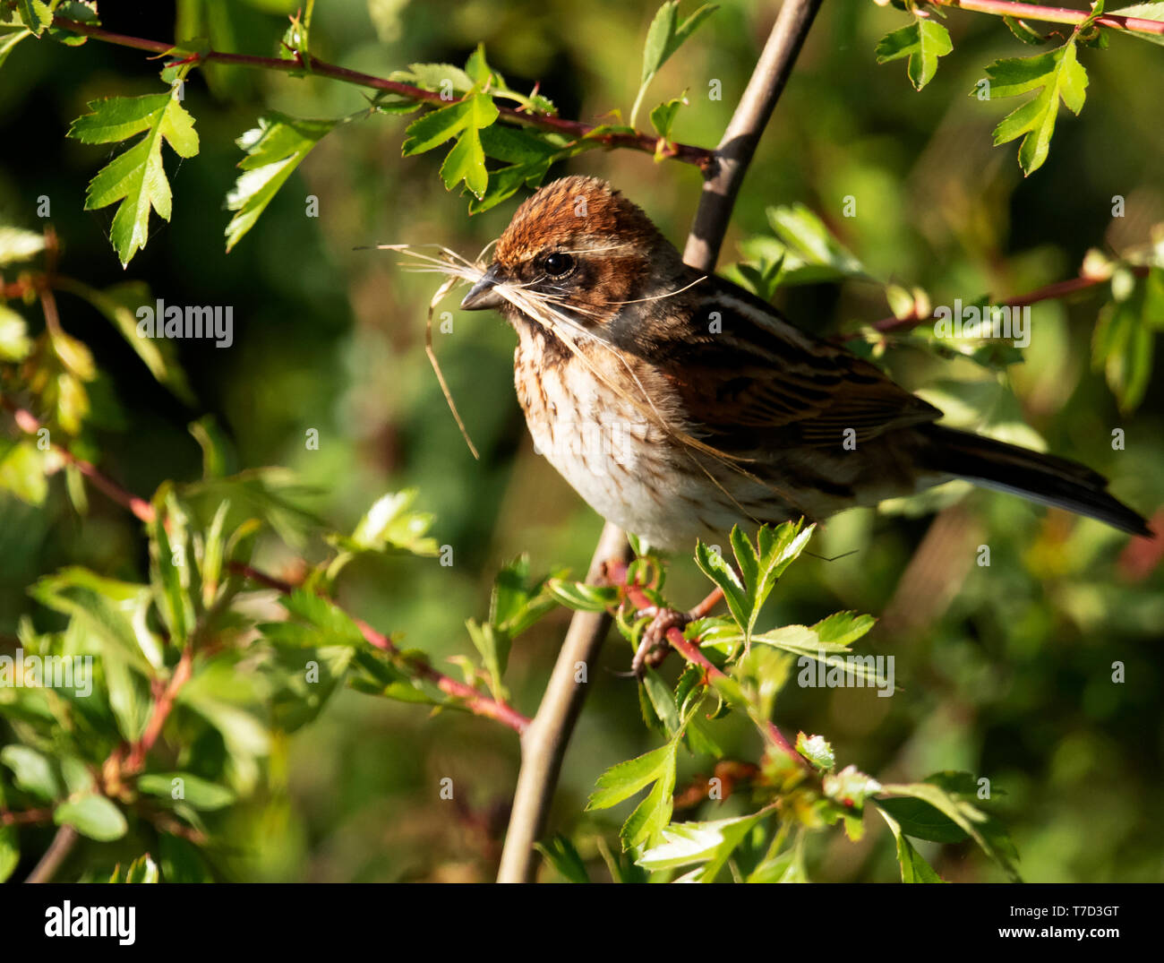 Female Reed Bunting (Emberiza schoeniclus) gathering nesting material ...