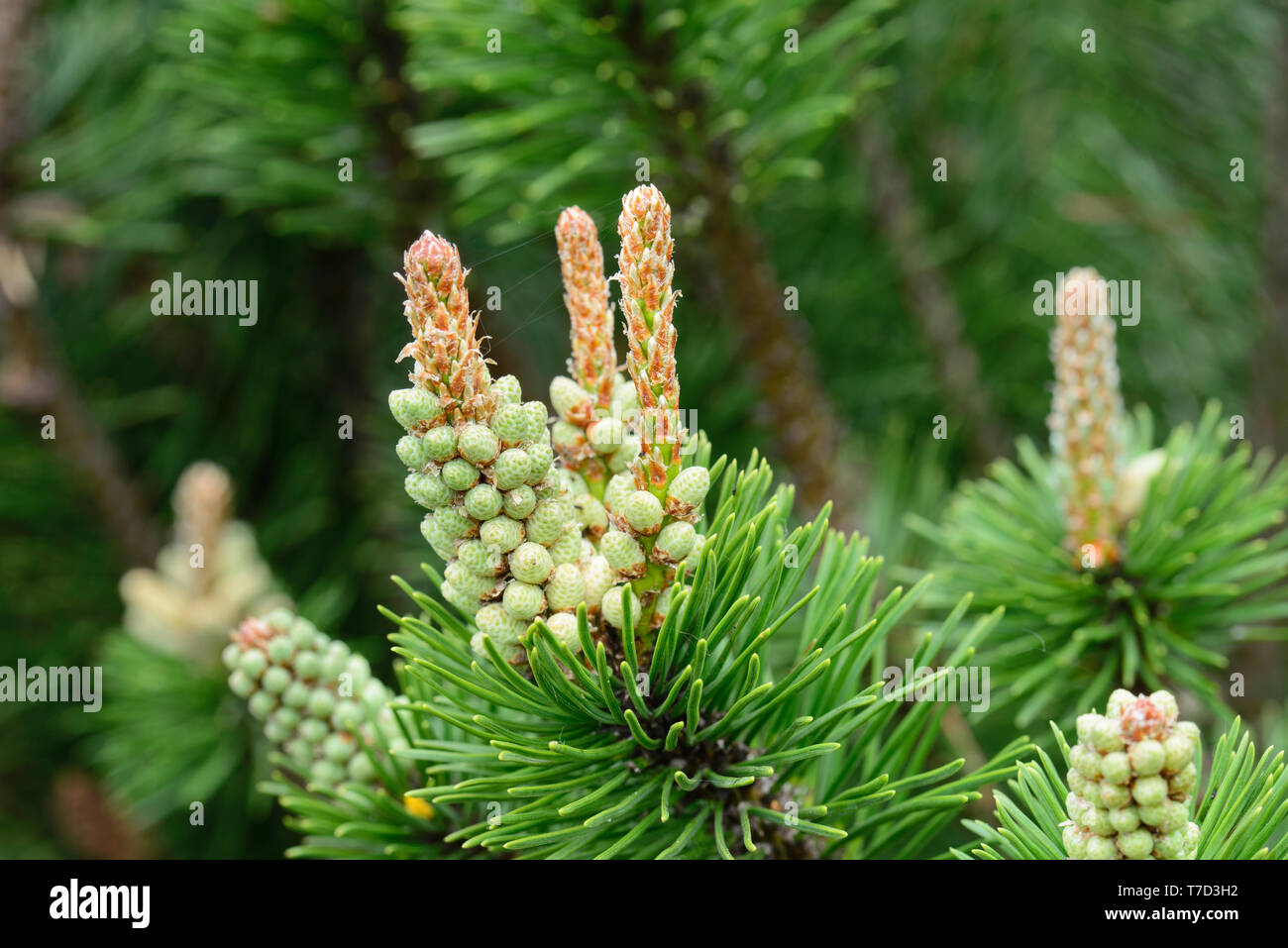 Male pine tree flower hi-res stock photography and images - Alamy