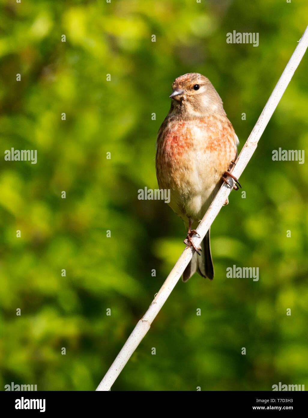 Male linnet hi-res stock photography and images - Alamy