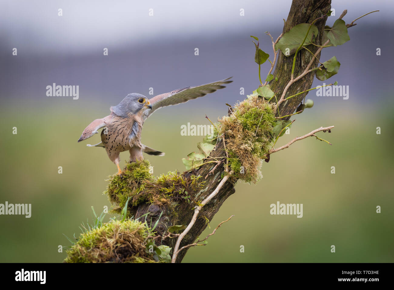 Kestrel rain hi-res stock photography and images - Alamy