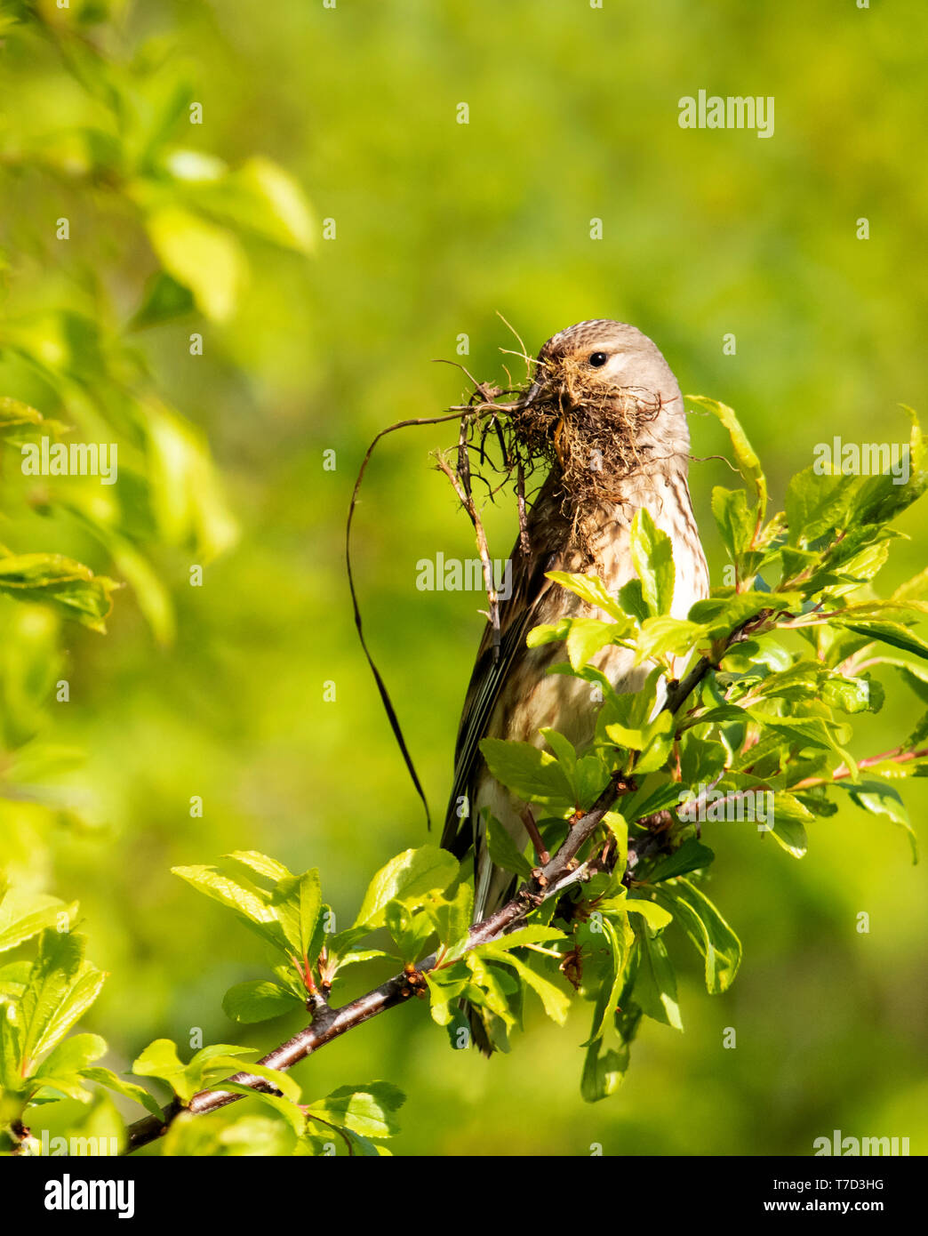 Female Linnet (Linaria cannabina) gathering nesting material ...