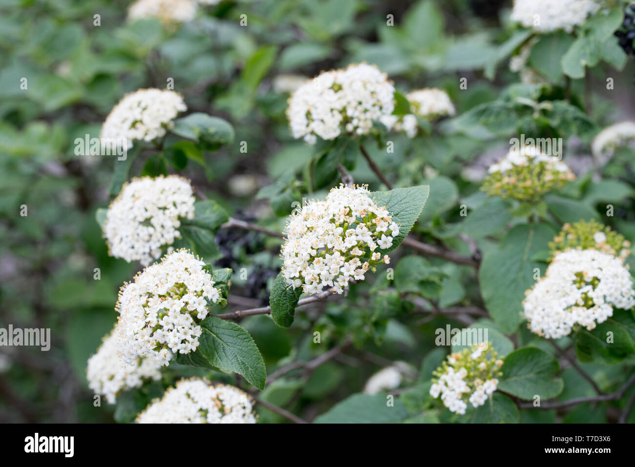 cornus sanguinea, common dogwood, bloody dogwood white flowers on twig ...