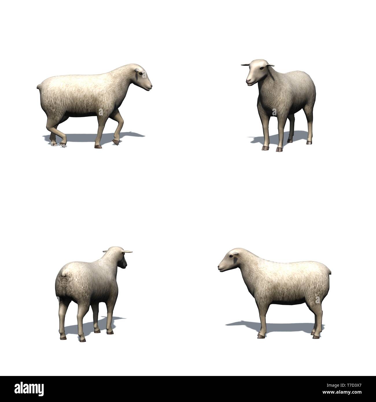 Set of sheep with shadow on the floor - isolated on white background ...