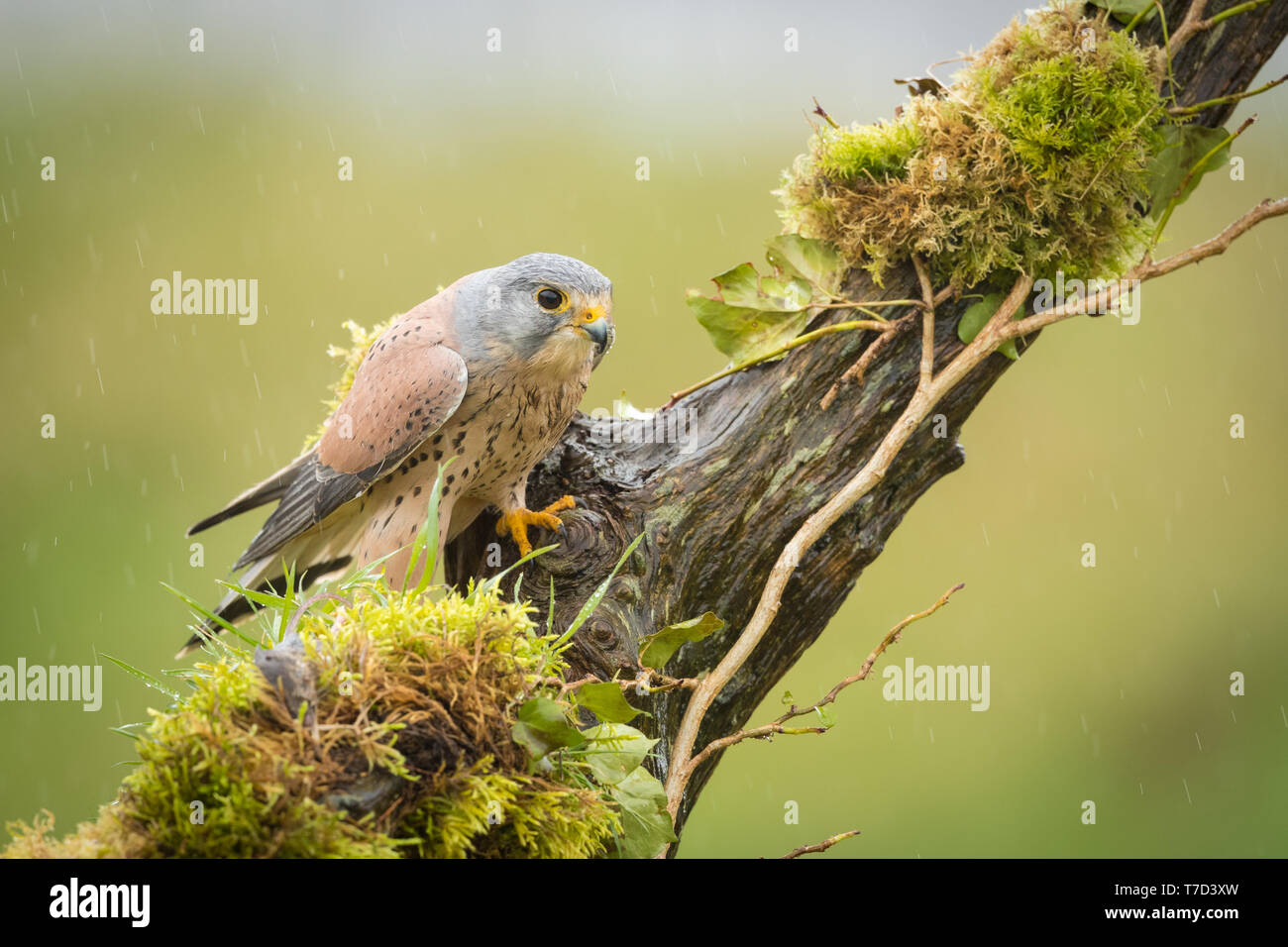 Kestrel rain hi-res stock photography and images - Alamy