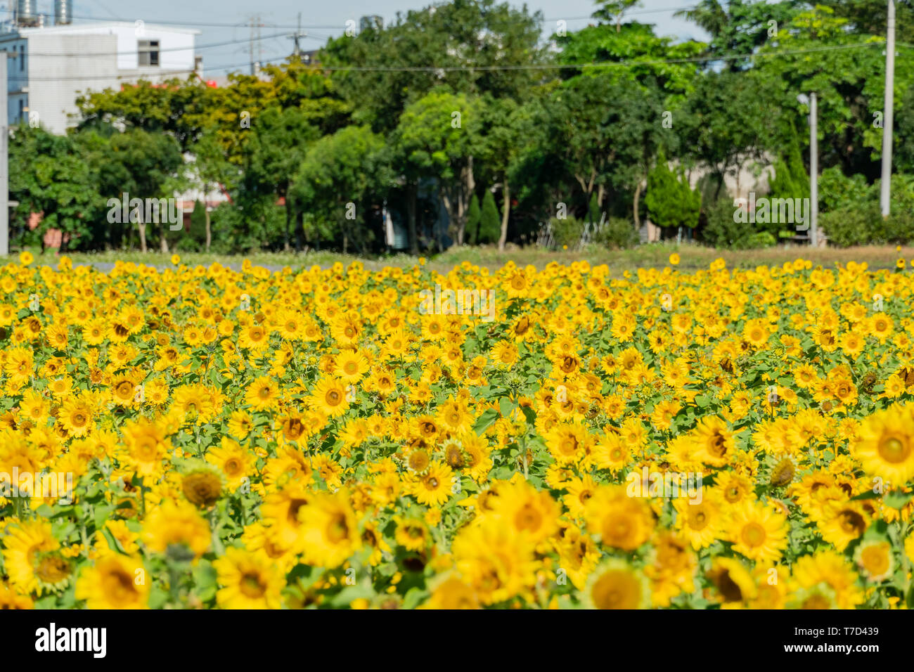 Sunflower swinging under high wind at Taiwan Stock Photo - Alamy