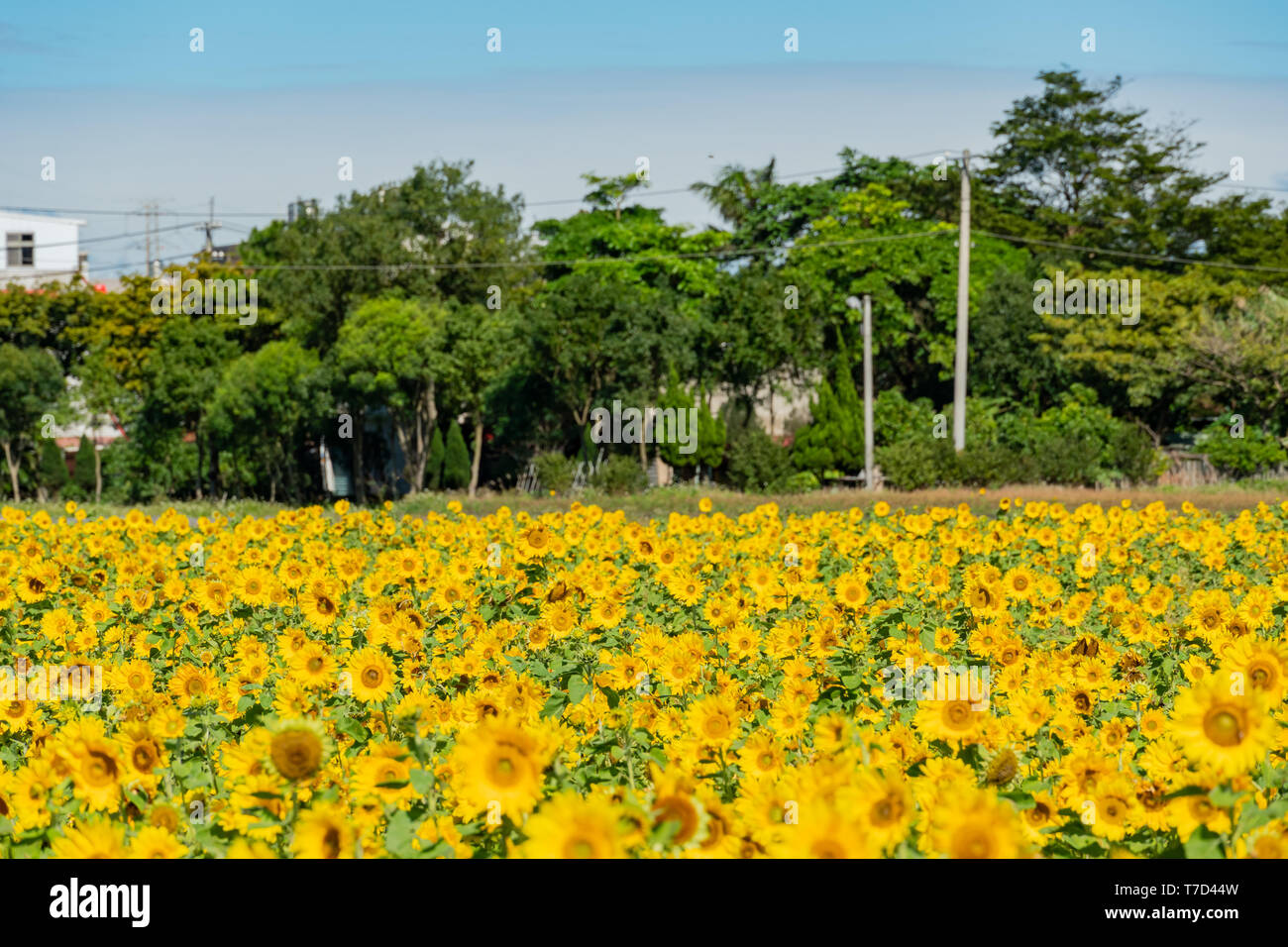 Sunflower swinging under high wind at Taiwan Stock Photo - Alamy