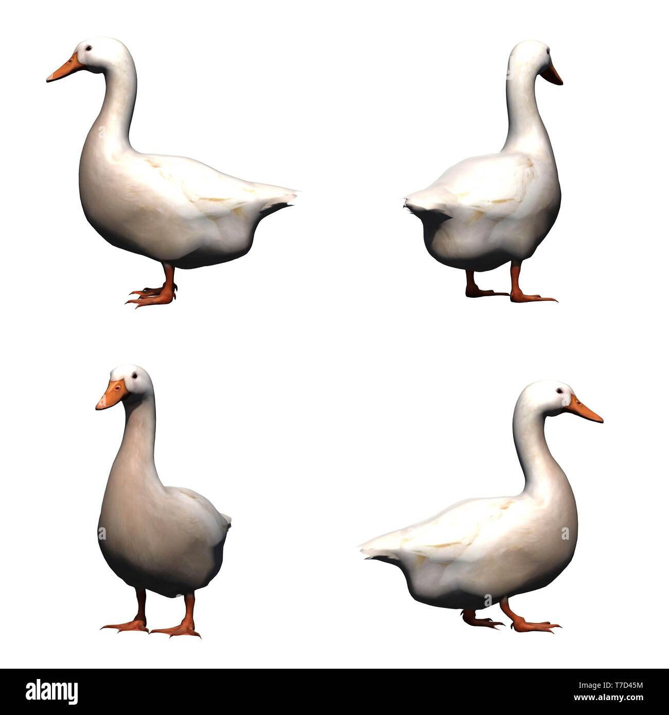 Set of white goose - isolated on white background - 3D illustration ...