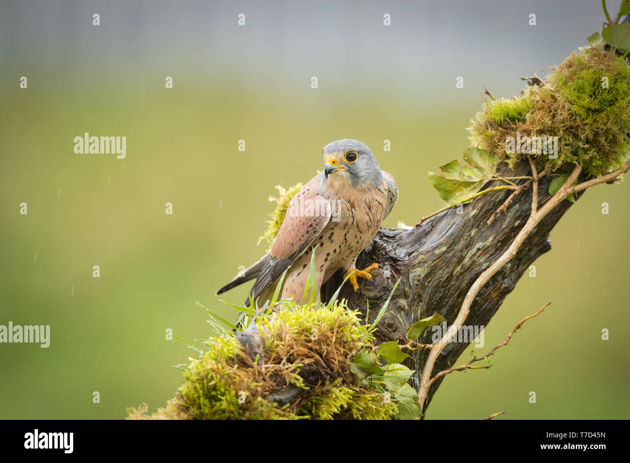 Feathers on a kestrel hi-res stock photography and images - Alamy