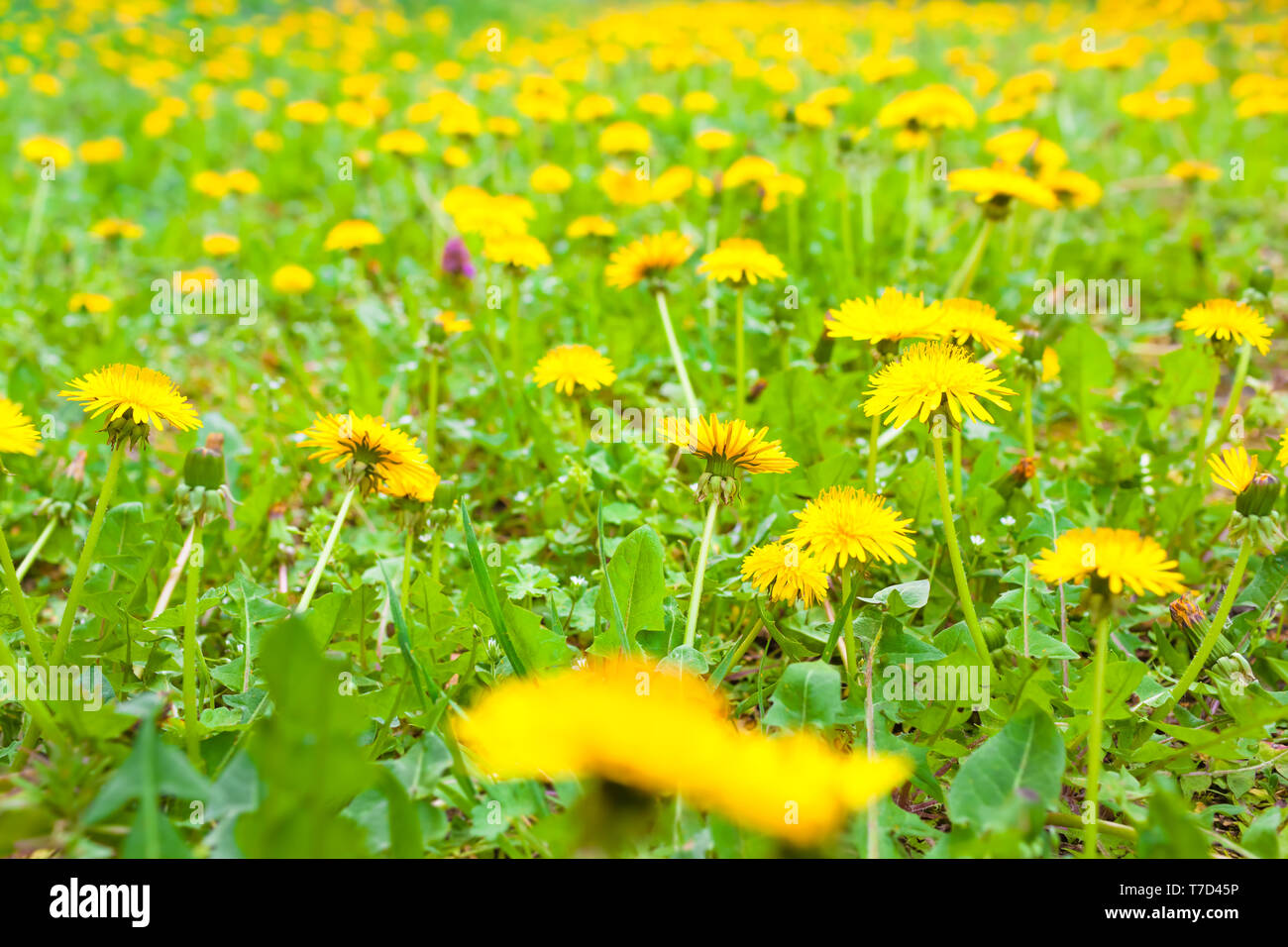 Meadow detail of dandelion flowers in bloom Stock Photo - Alamy