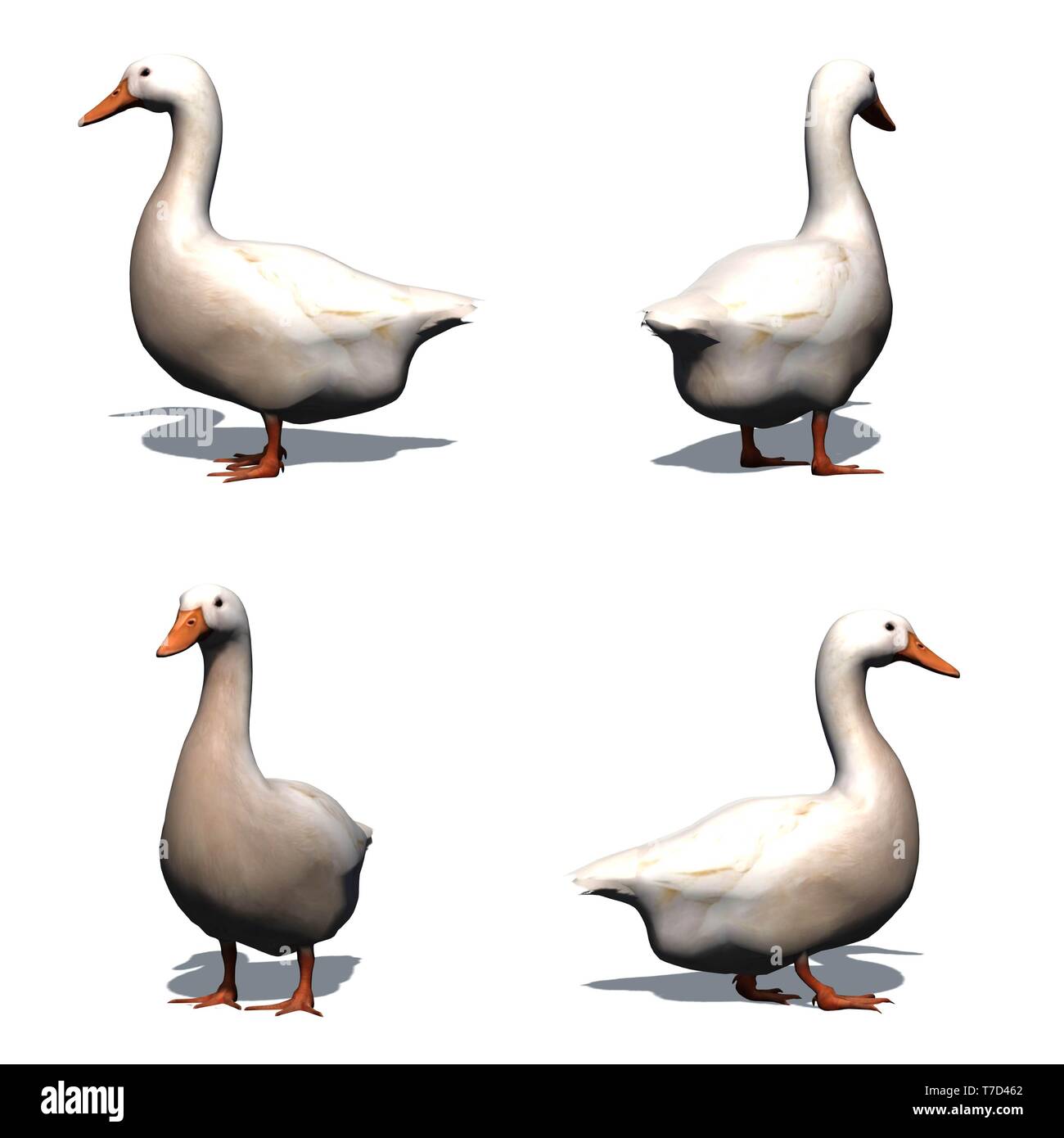 Set of white goose with shadow on the floor - isolated on white ...