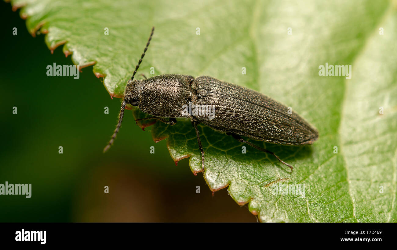 Agriotes gallicus hi-res stock photography and images - Alamy