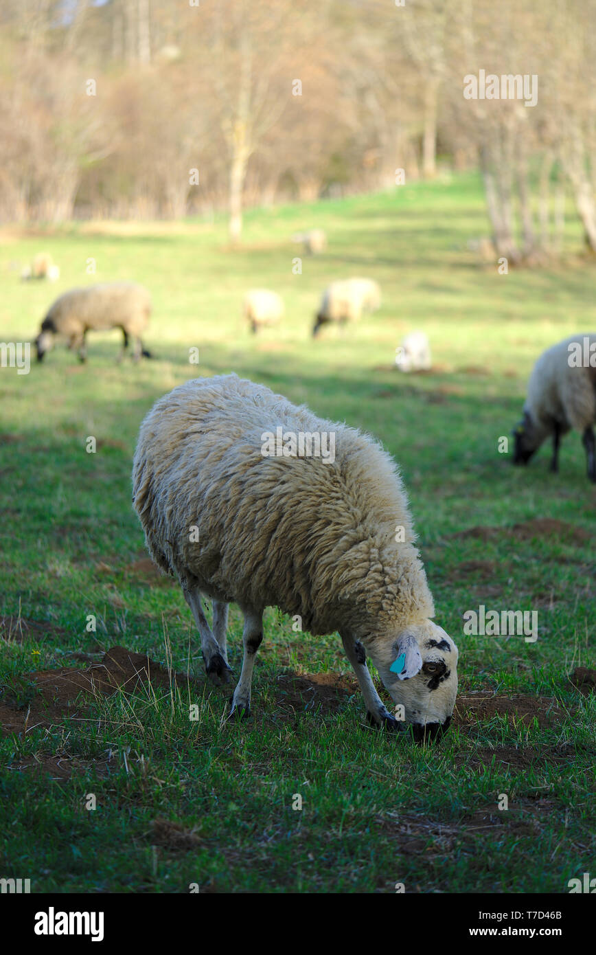 Beige meadow hi-res stock photography and images - Alamy
