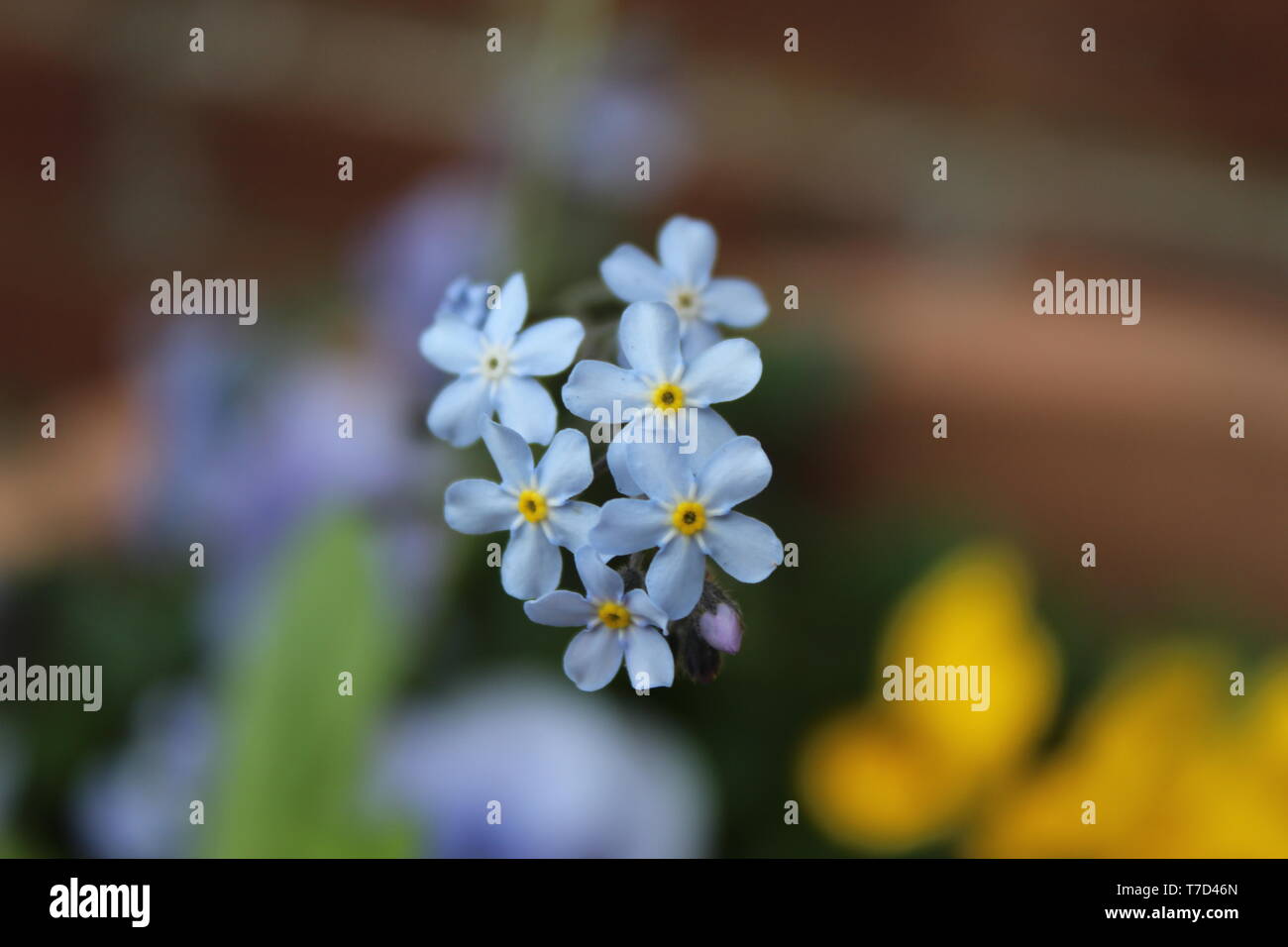 Forget me not in sunshine hi-res stock photography and images - Alamy