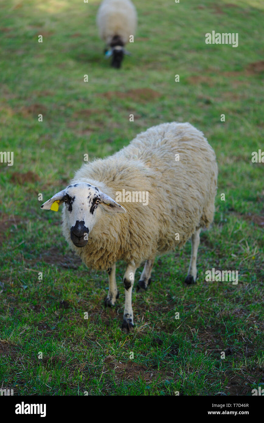 Beige meadow hi-res stock photography and images - Alamy